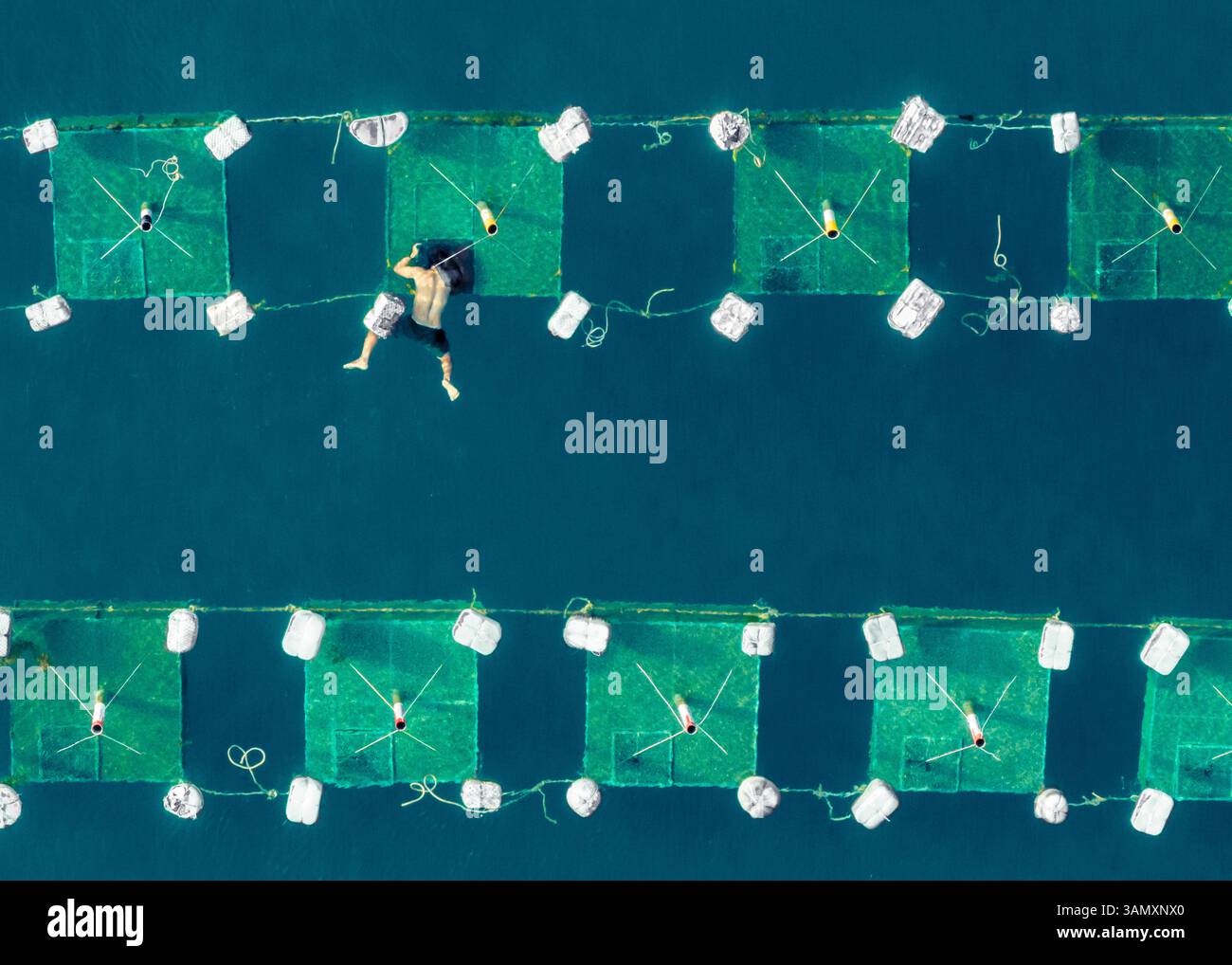 Aerial view of lobster farm with green nets and floating platform, Tuy ...