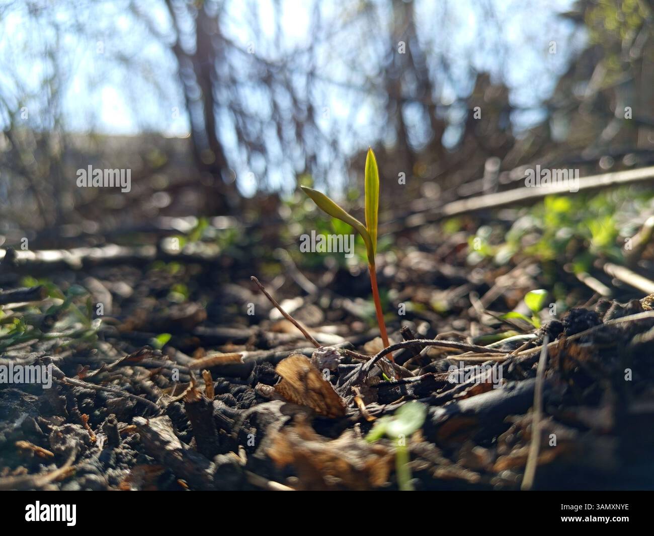 Sprout growing from ground in the warm spring. Begining of life. Nature ...