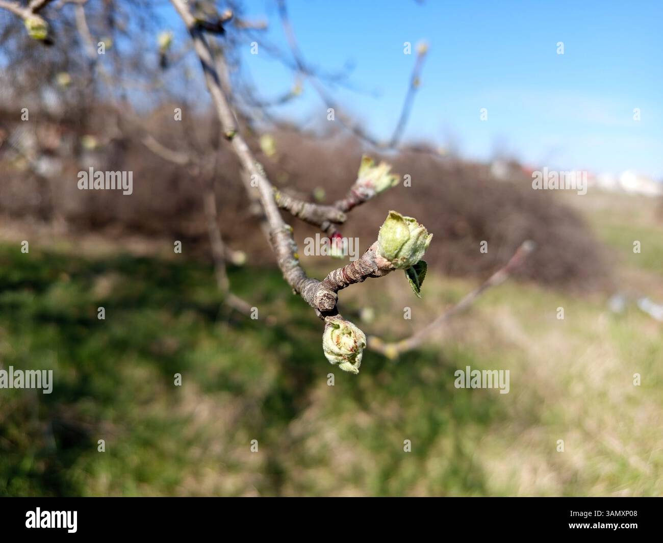 Apple tree branch with young leaves and buds growing against a bright ...