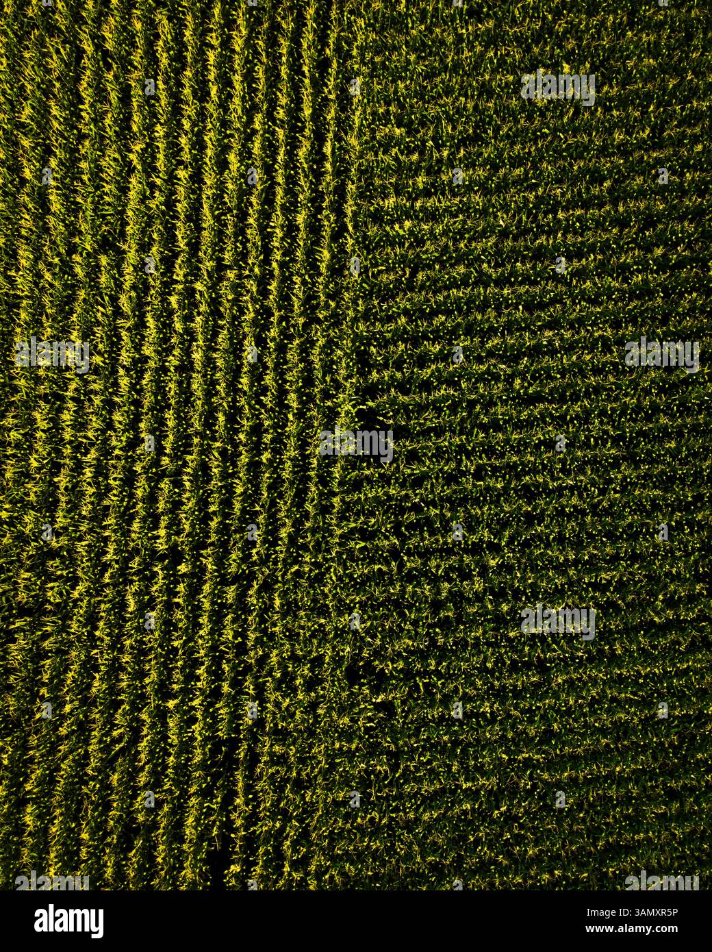 Aerial view of a top down corn field with beautiful green patterns ...
