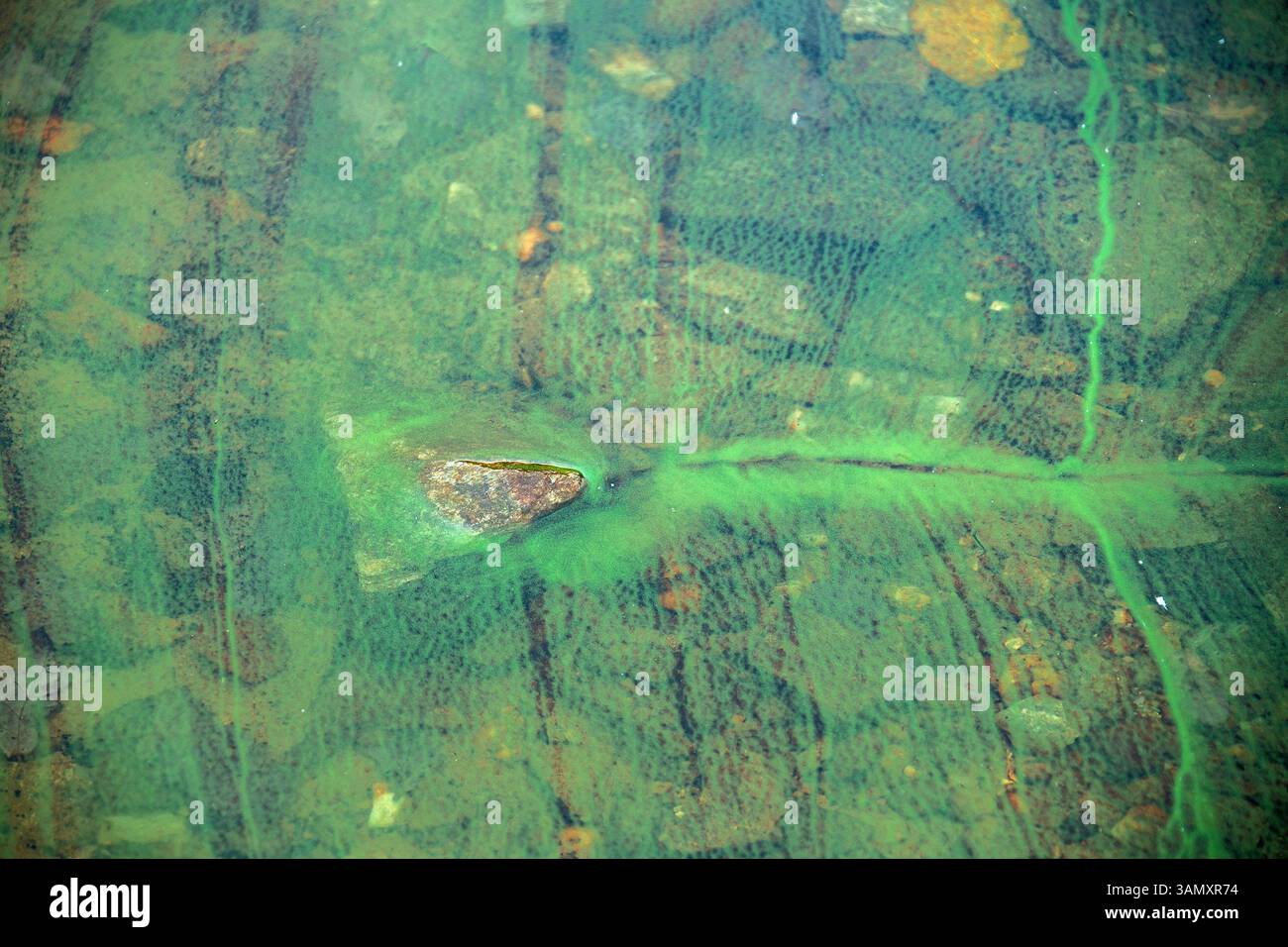 Swirling lines and patterns in green algae Stock Photo - Alamy