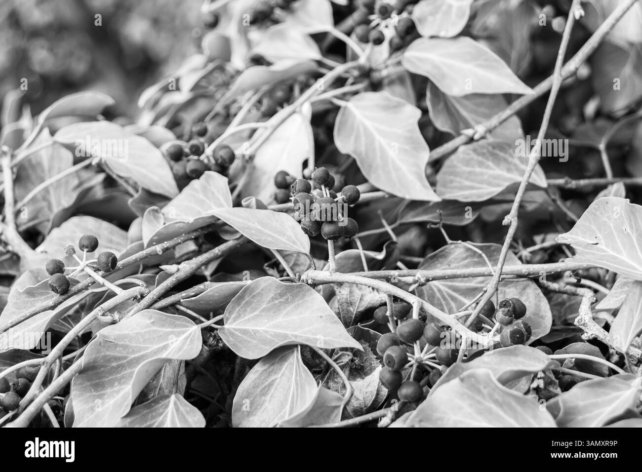 Garden flower plant fruit Black and White Stock Photos & Images - Alamy