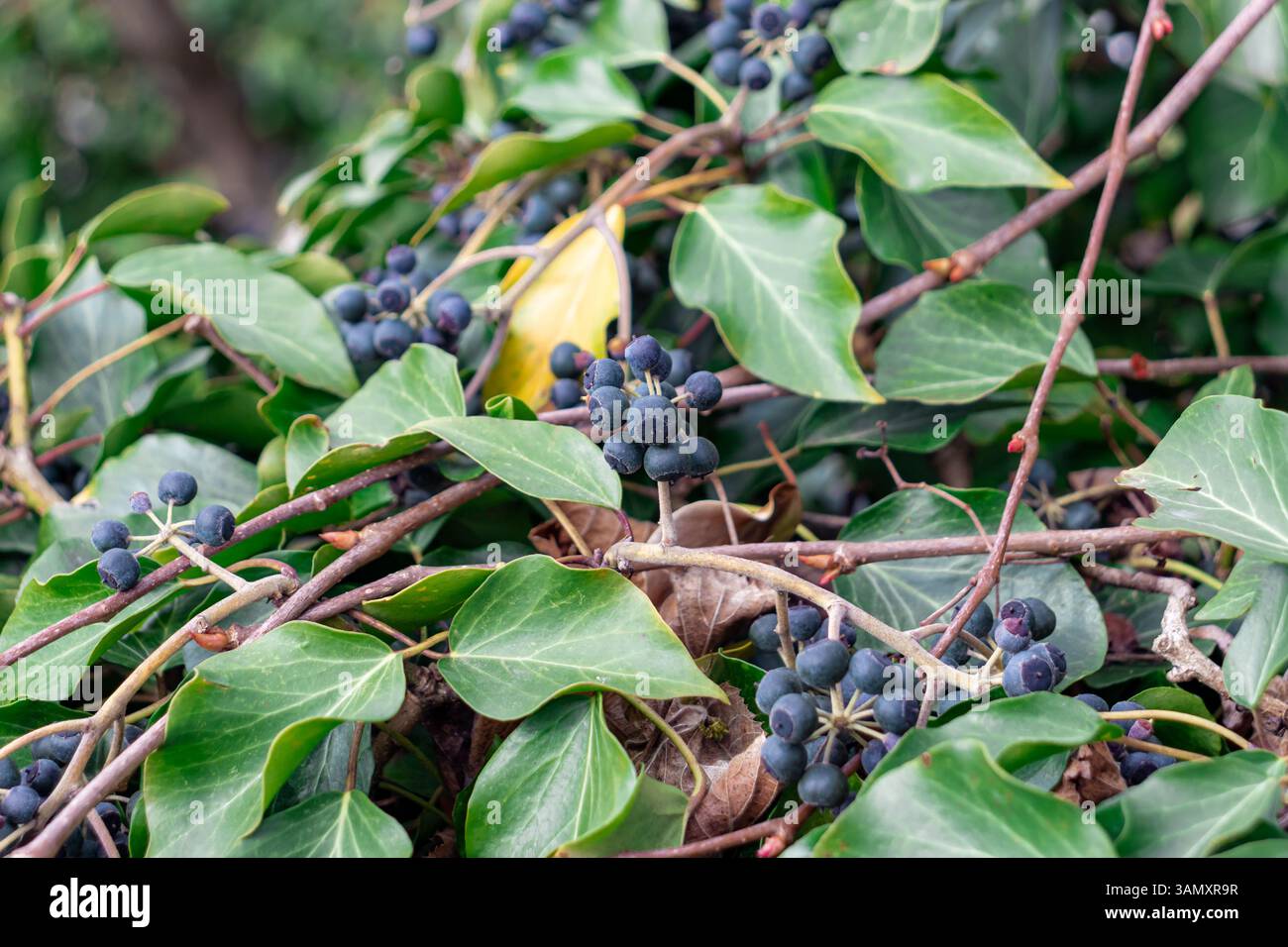 Hedera helix (common ivy) berry flowers Stock Photo - Alamy