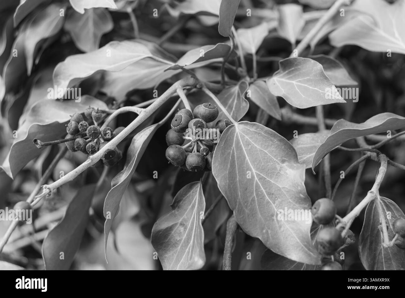 Garden flower plant fruit Black and White Stock Photos & Images - Alamy