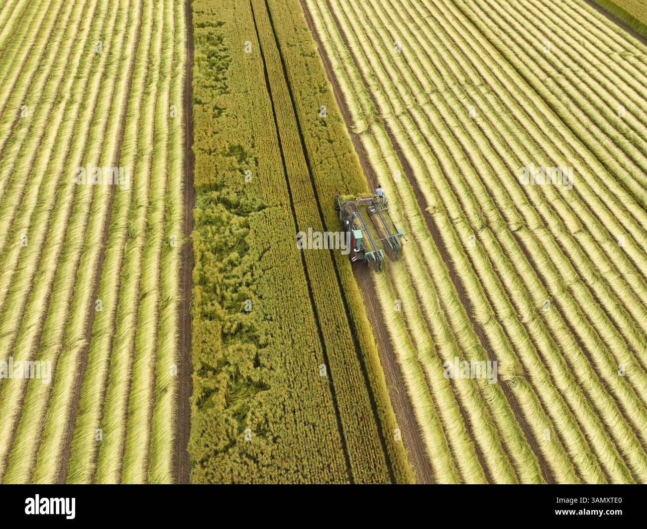 Aerial view of farmland with heavy duty machinery harvesting wheat, St ...