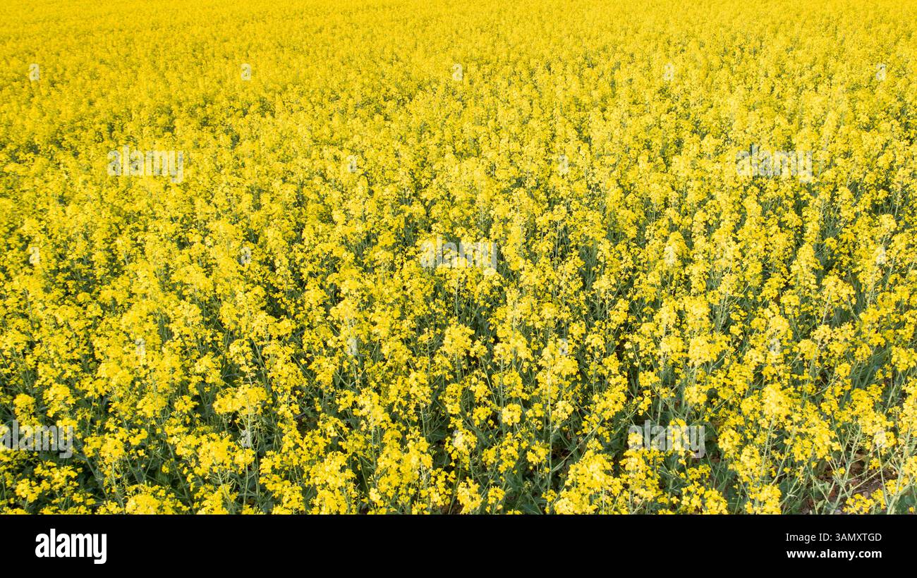 Aerial View of the yellow flower fields in the canton of Zurich during ...