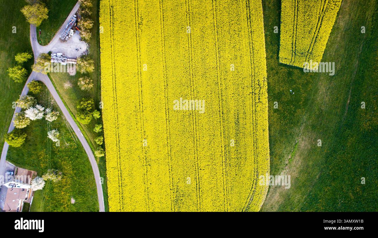 Aerial View of the yellow flower fields in the canton of Zurich during ...