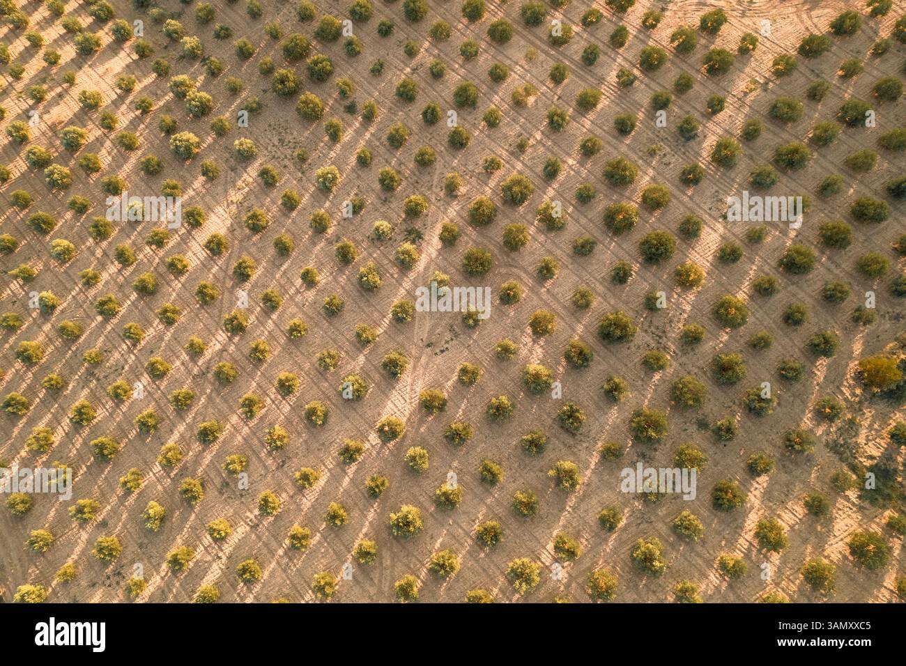 Aerial view of beautiful olive tree cultivation in patterned fields ...