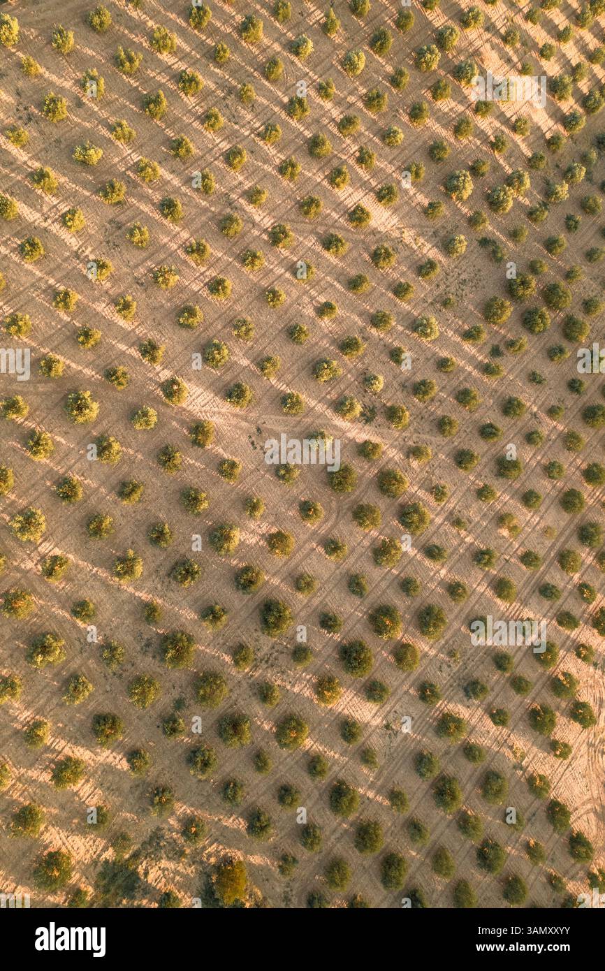 Aerial view of olive tree cultivation in a symmetrical pattern ...