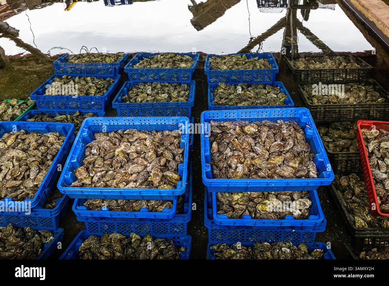 L’Herbe, Lège-Cap-Ferret (south-western France): oyster farming in the ...