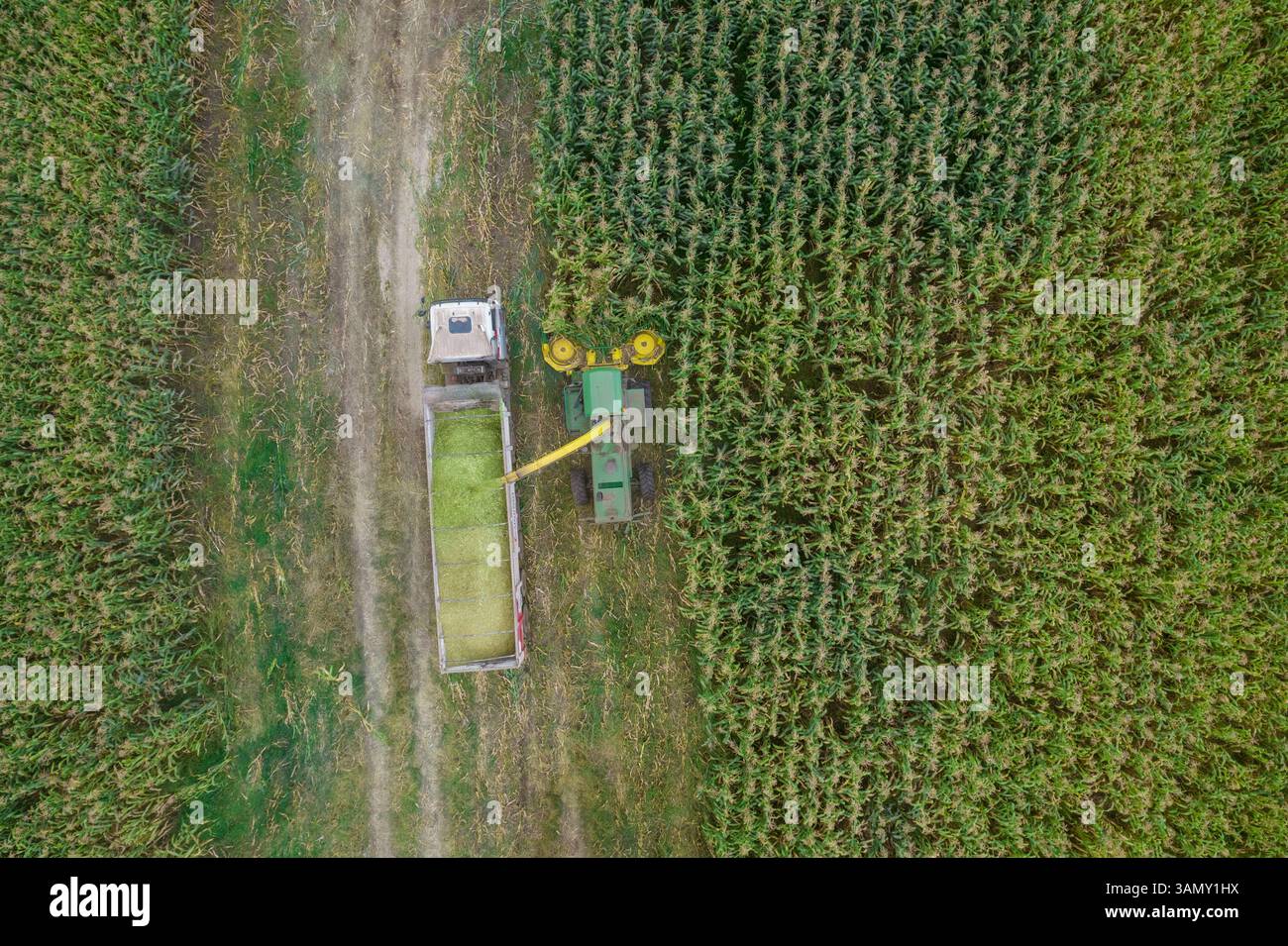 Aerial view of green maize farm with harvester in Ngata, Nakuru, Kenya ...