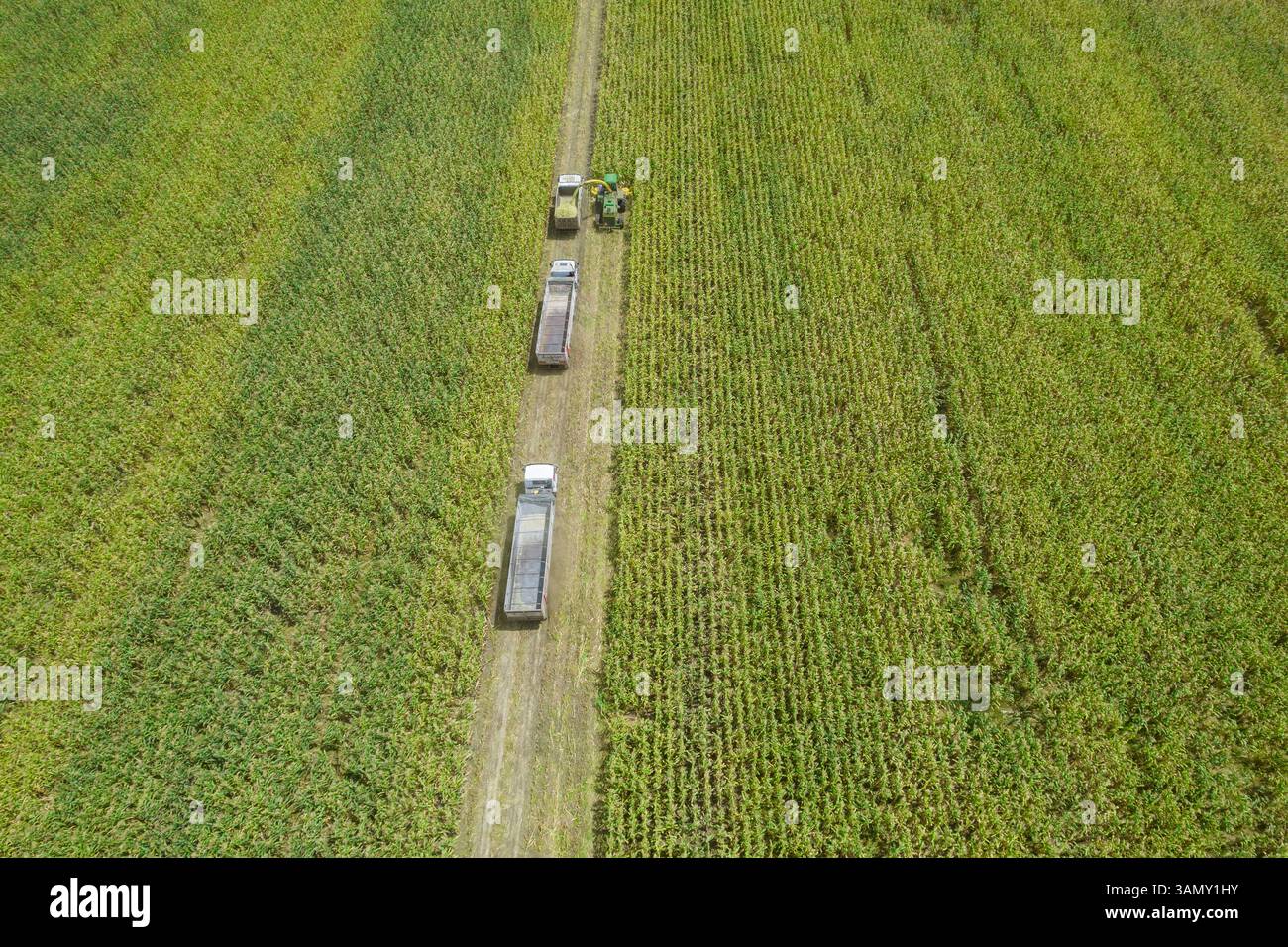 Aerial view of maize farm with harvester in Ngata, Nakuru, Kenya Stock ...