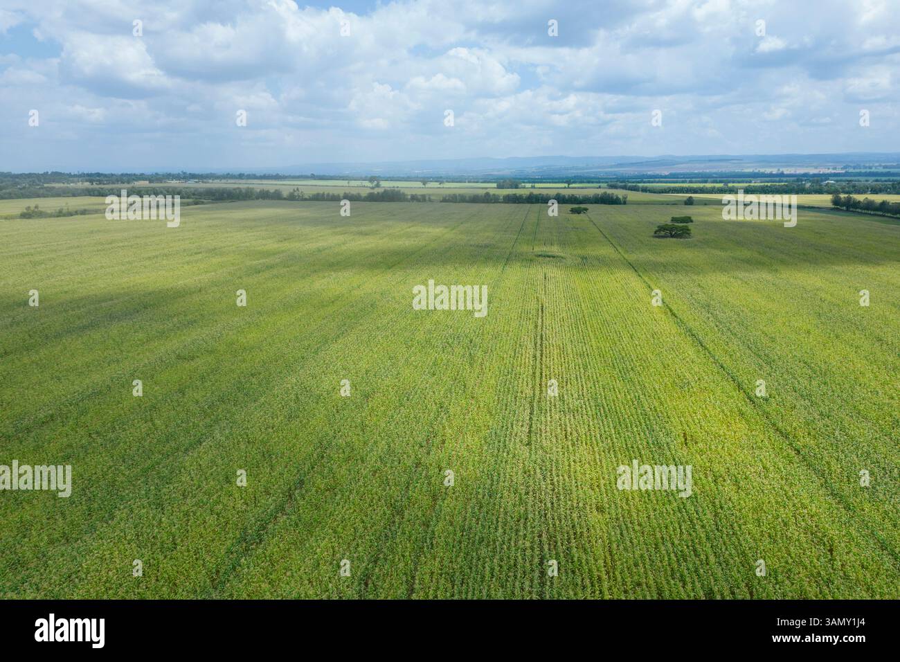 Aerial view of green maize farm with harvester in Ngata, Nakuru, Kenya ...