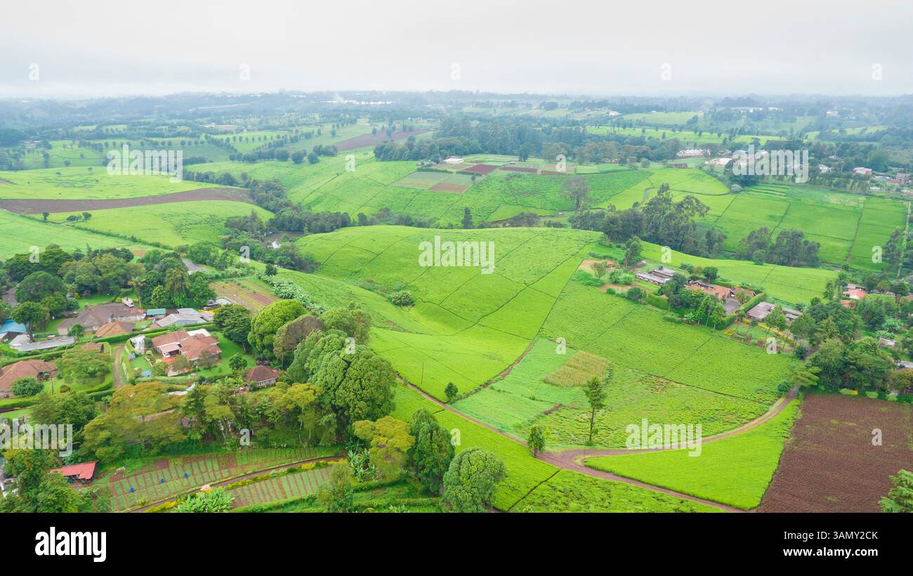 Aerial view of vibrant tea farm and picturesque countryside with homes ...