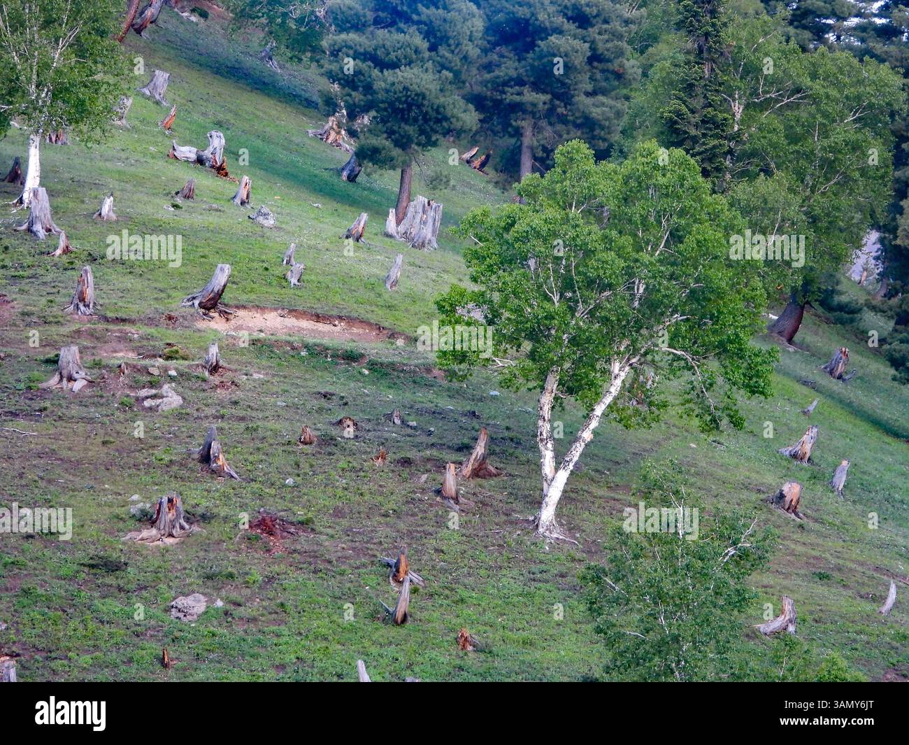 Last one standing. Deforestation Stock Photo - Alamy
