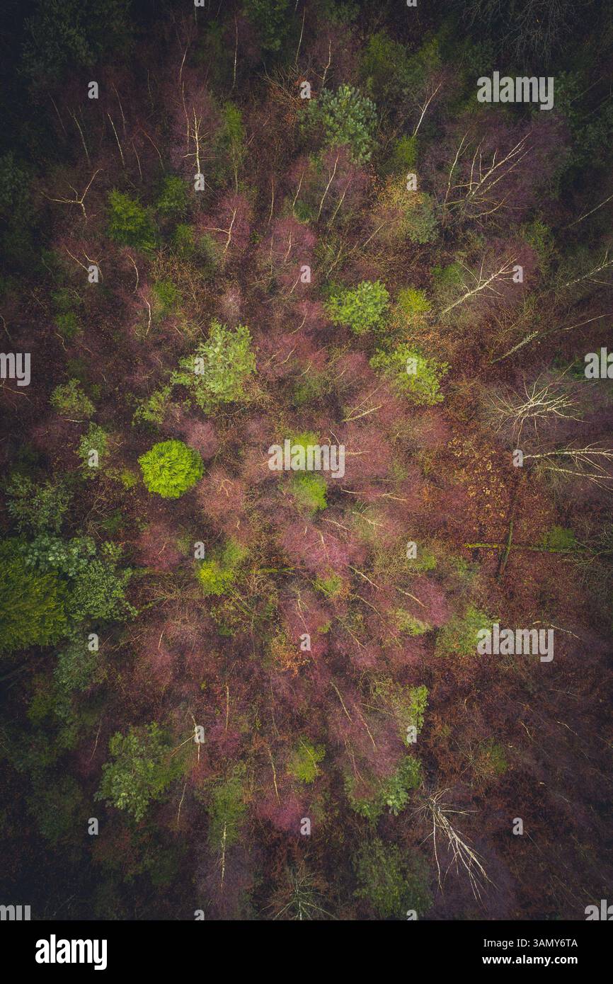 Aerial view of trees in the forest of New Forest national park in ...