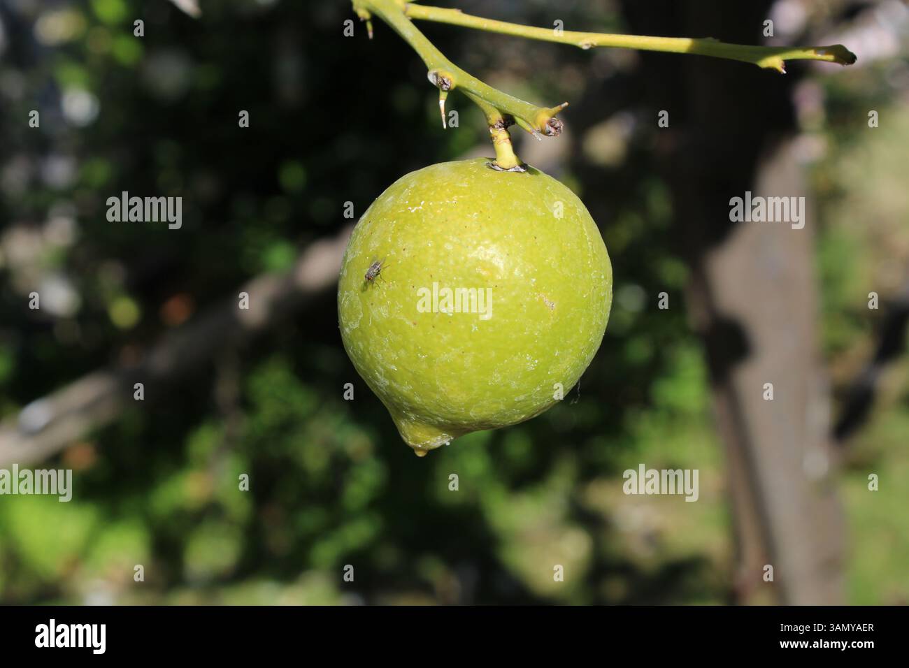 Lemon hanging in a tree with a flee on it Stock Photo - Alamy
