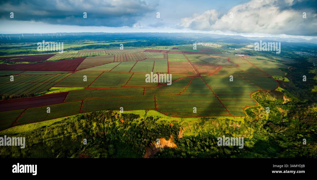 Aerial view of Dole pineapple field with windmills in Hawaii, United ...