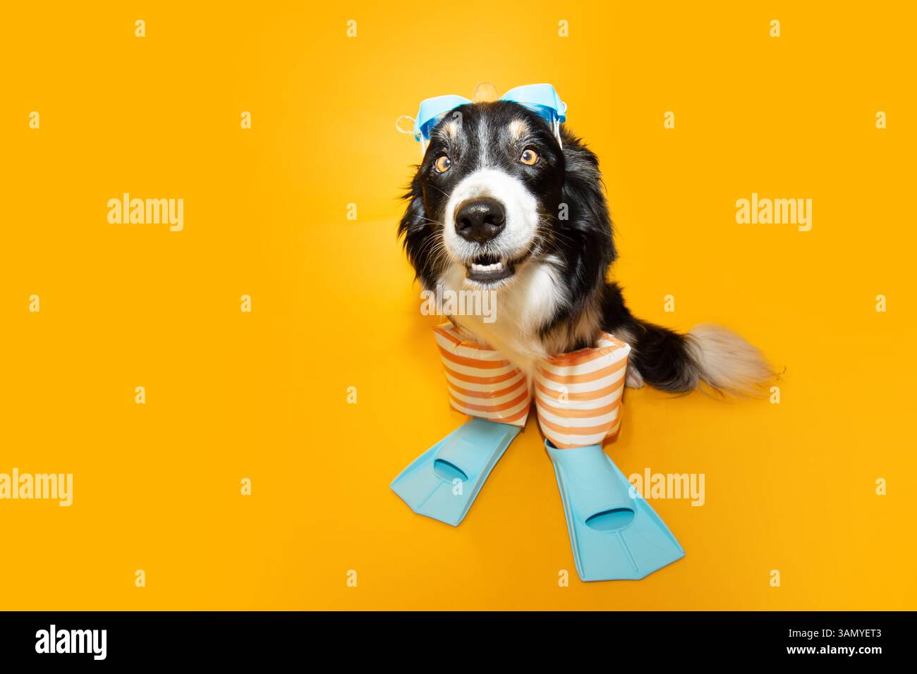 Funny dog summer. Border collie puppy going on vacations wearing orange ...