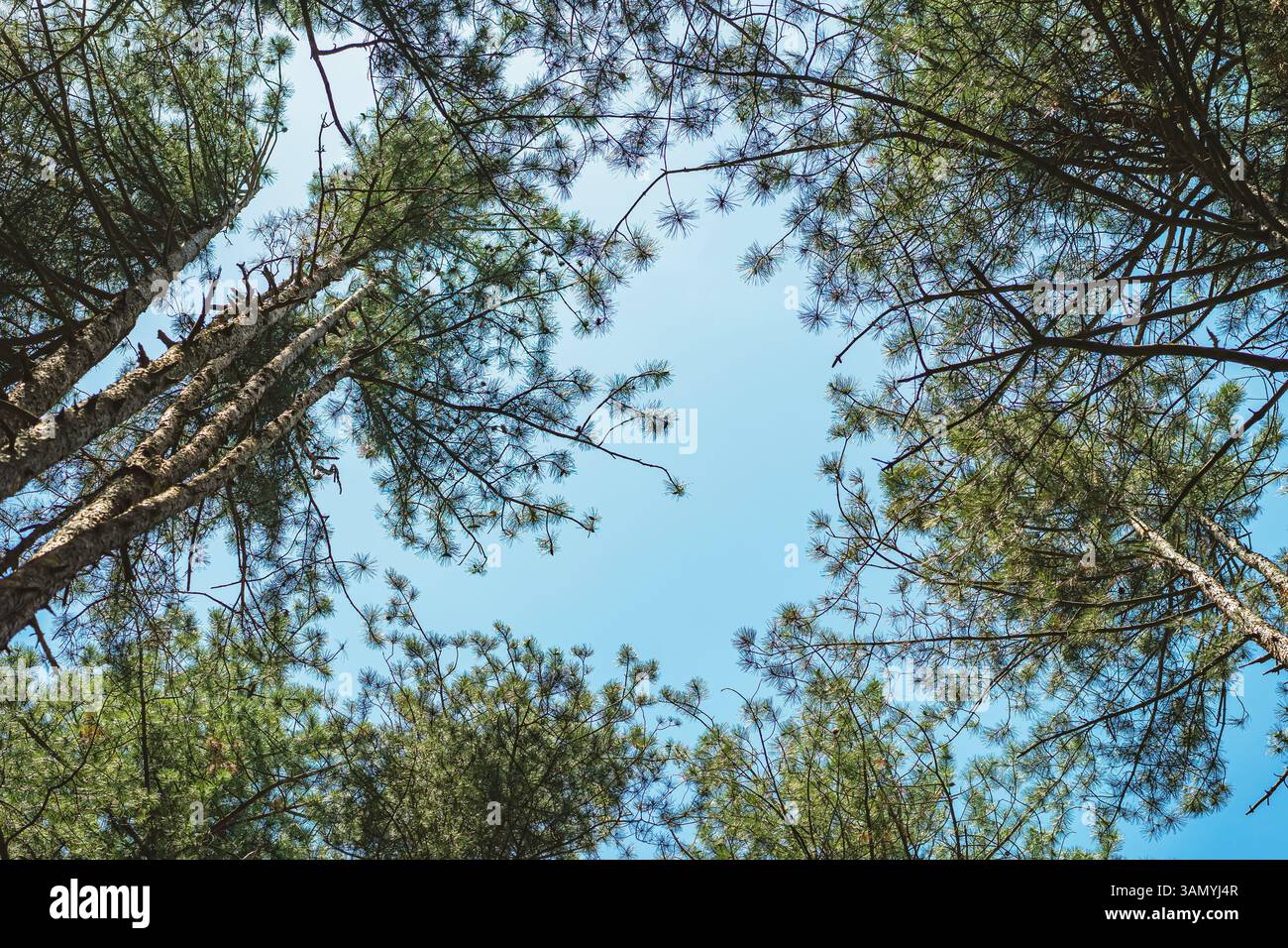 Tall pine trees form natural frame while sky peeks through from below ...