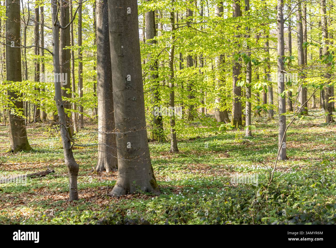 Frühling in Hessen Die Sonne scheint auf den Wald und die Landschaft im ...