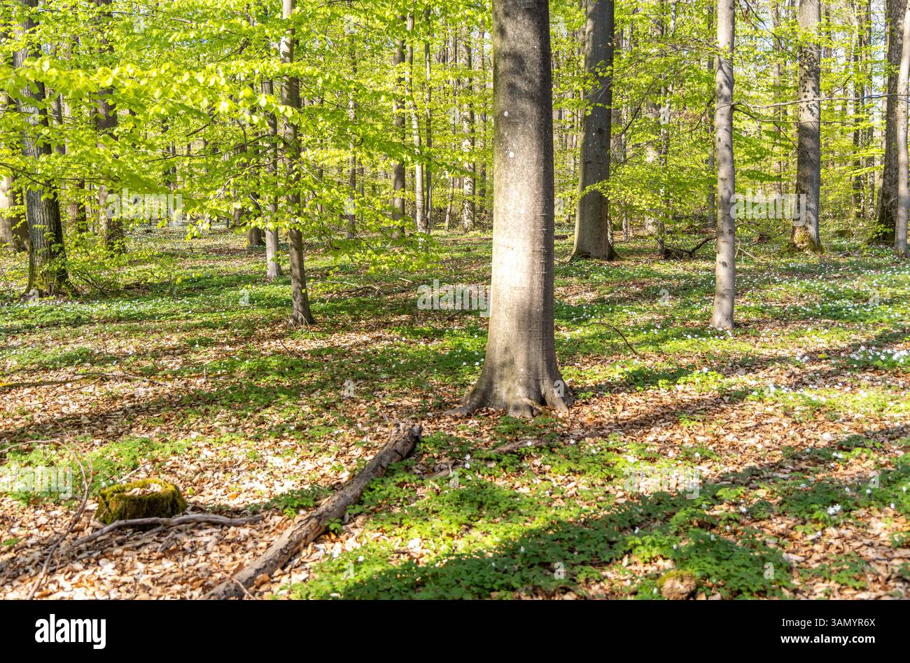 Frühling in Hessen Die Sonne scheint auf den Wald und die Landschaft im ...