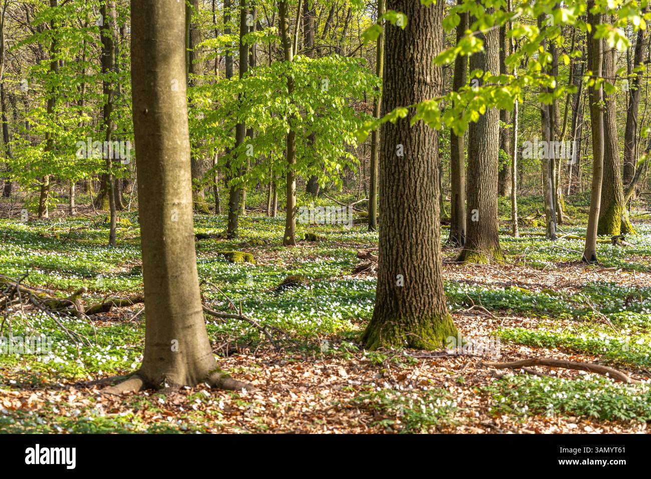 Frühling in Hessen Die Sonne scheint auf den Wald und die Landschaft im ...