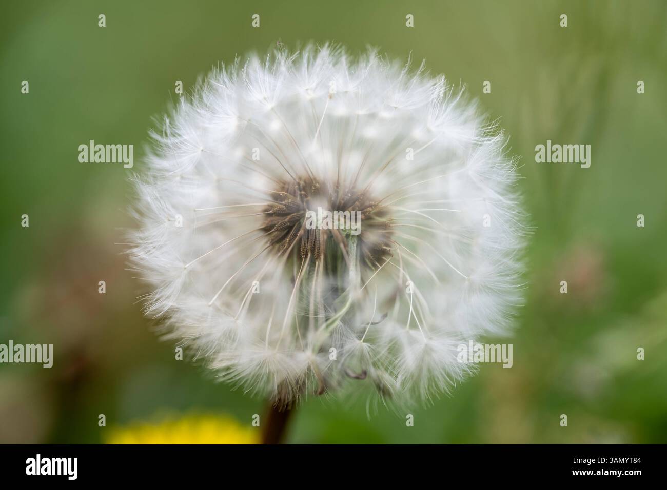 Pusteblume in Nahaufnahme , Deutschland, Rheinland-Pfalz, Speyer, 14.04 ...