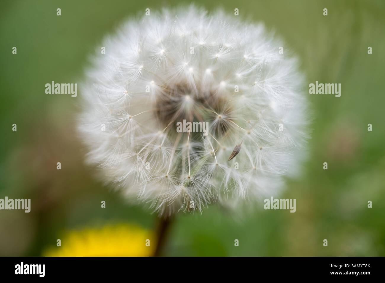 Pusteblume in Nahaufnahme , Deutschland, Rheinland-Pfalz, Speyer, 14.04 ...