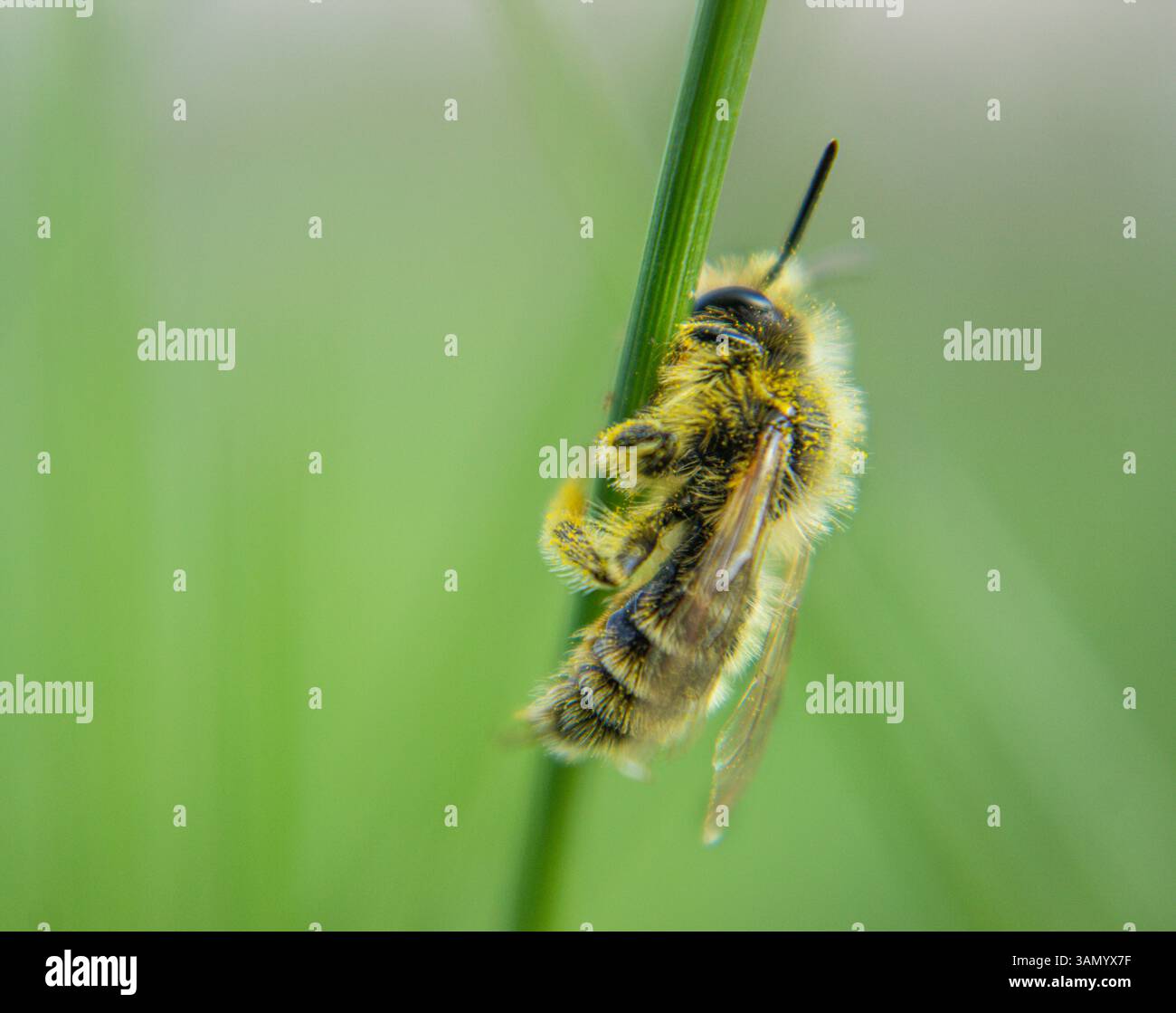 Close up blurred macro shot hi-res stock photography and images - Alamy