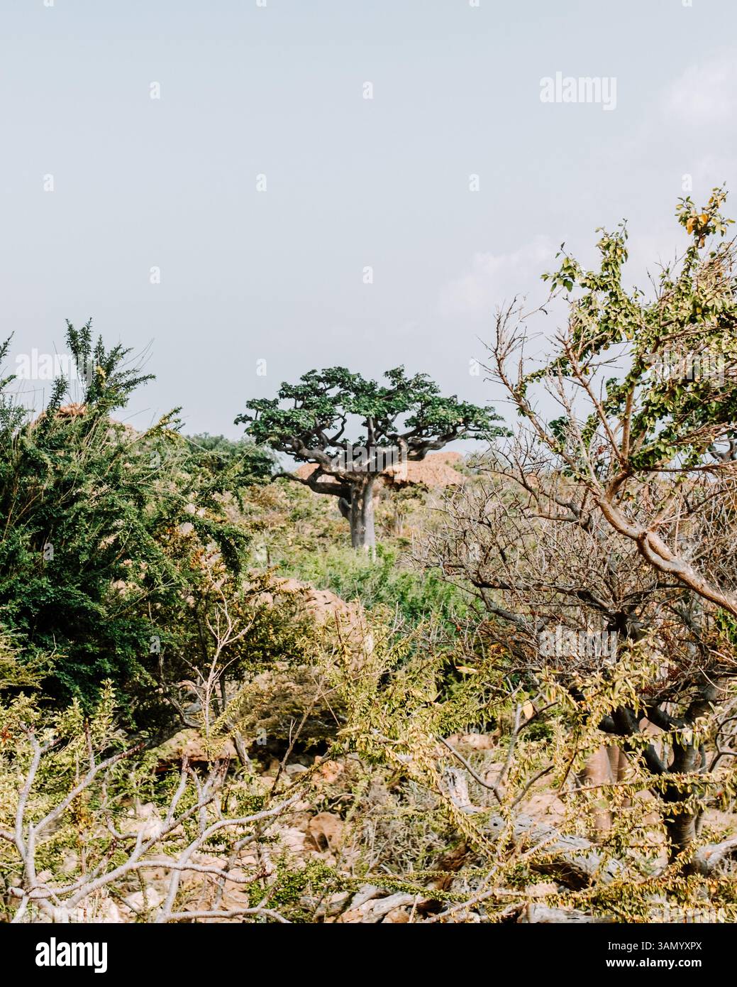 Scenic landscape on the trail to Hoq Cave in Socotra, Yemen Stock Photo ...
