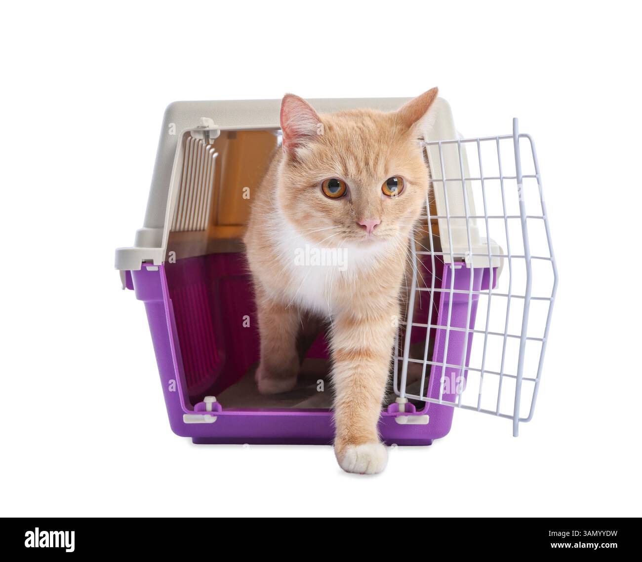 Cute cat walk in Cut Out Stock Images & Pictures - Alamy