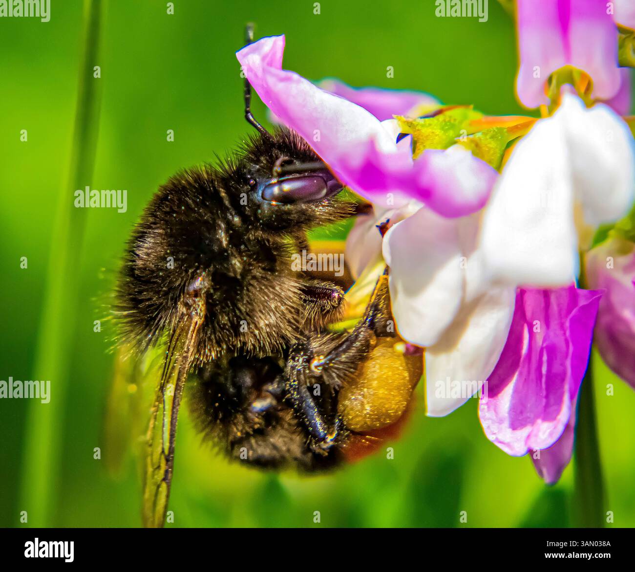 Velvet bumblebee on flower hi-res stock photography and images - Alamy