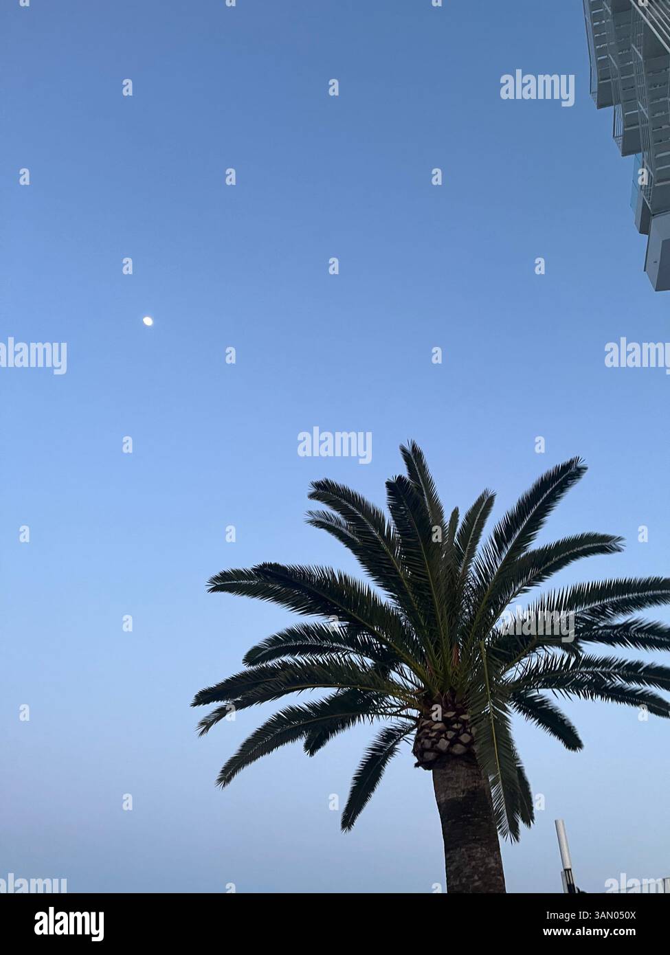 palm tree under moon Stock Photo - Alamy