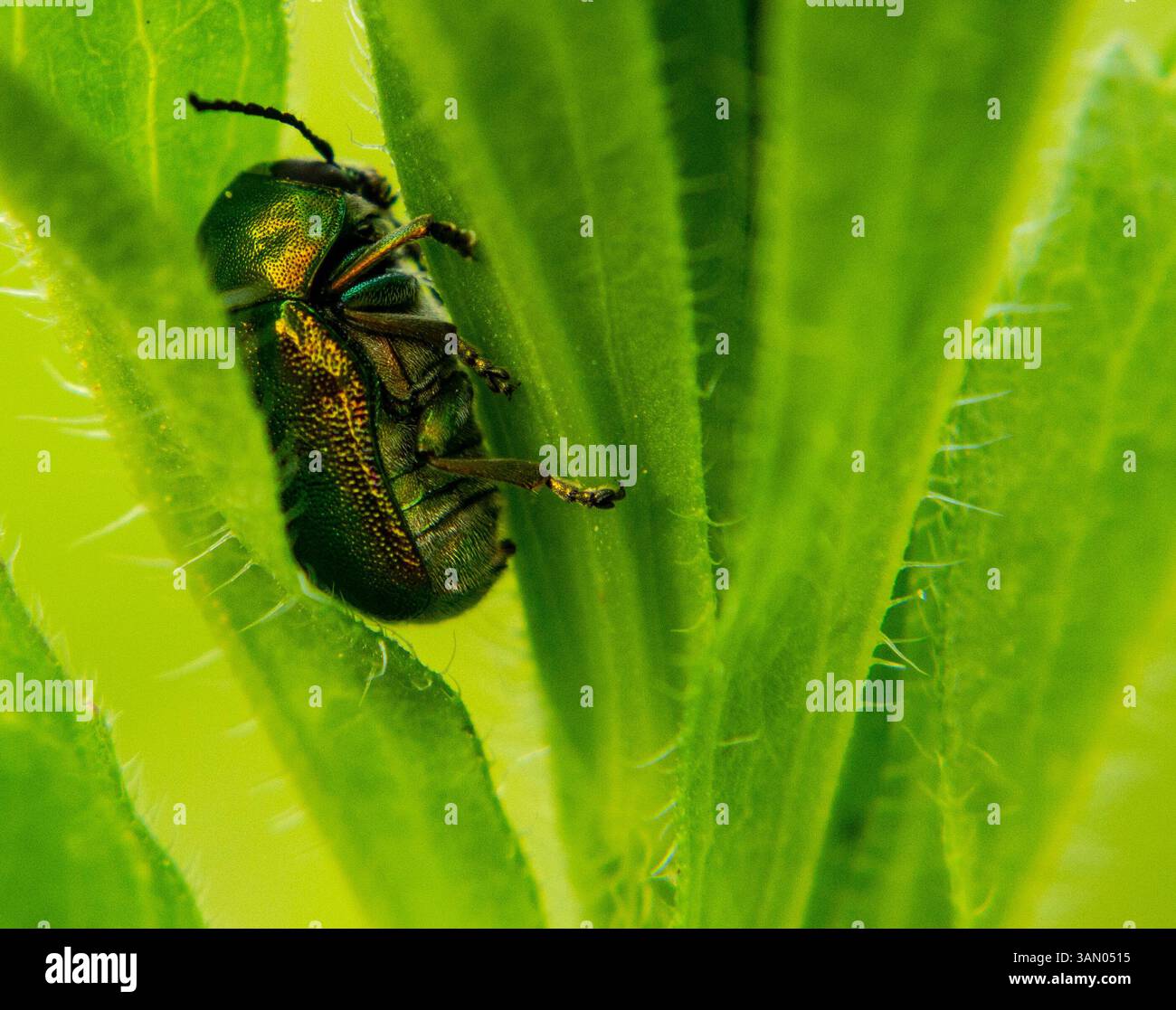 Macro photo of a green leaf beetle hiding between plant leaves Stock ...