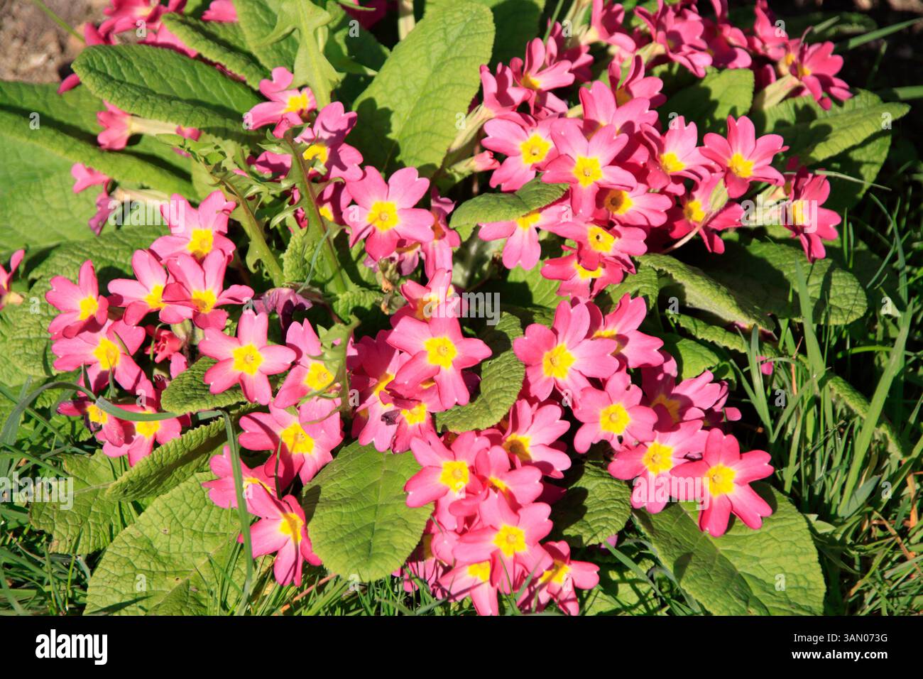 Primrose (primula vulgaris) Hybrid Chard Somerset England uk Stock ...