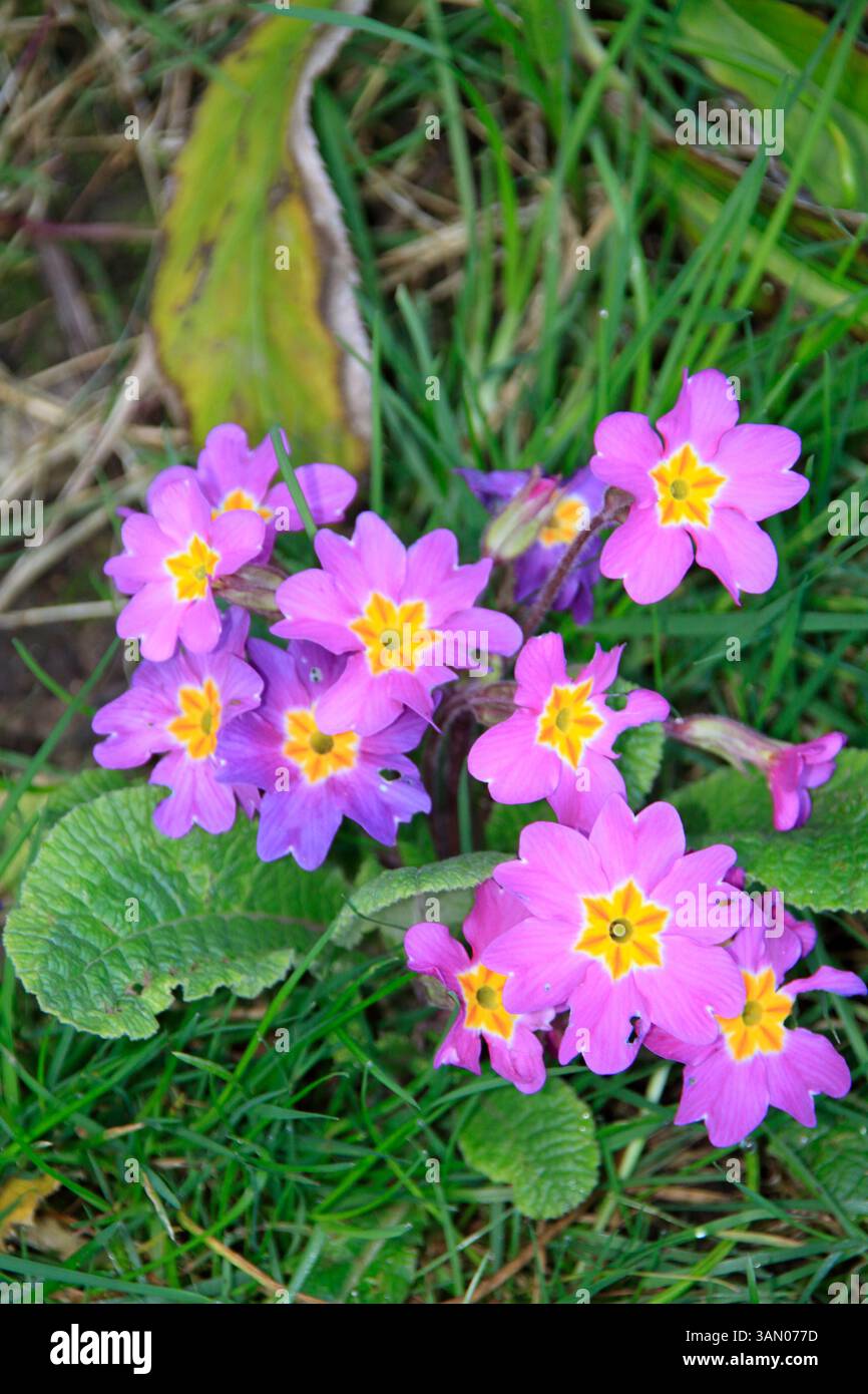 Primrose Purple (Primula japonica 'Purple' Stock Photo - Alamy
