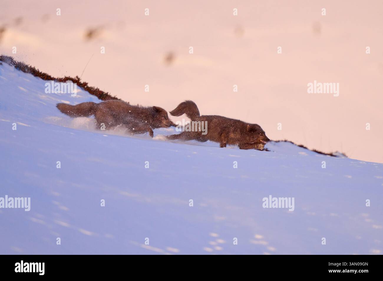 Male blue morph Arctic foxes (Vulpes lagopus) in winter coat ...