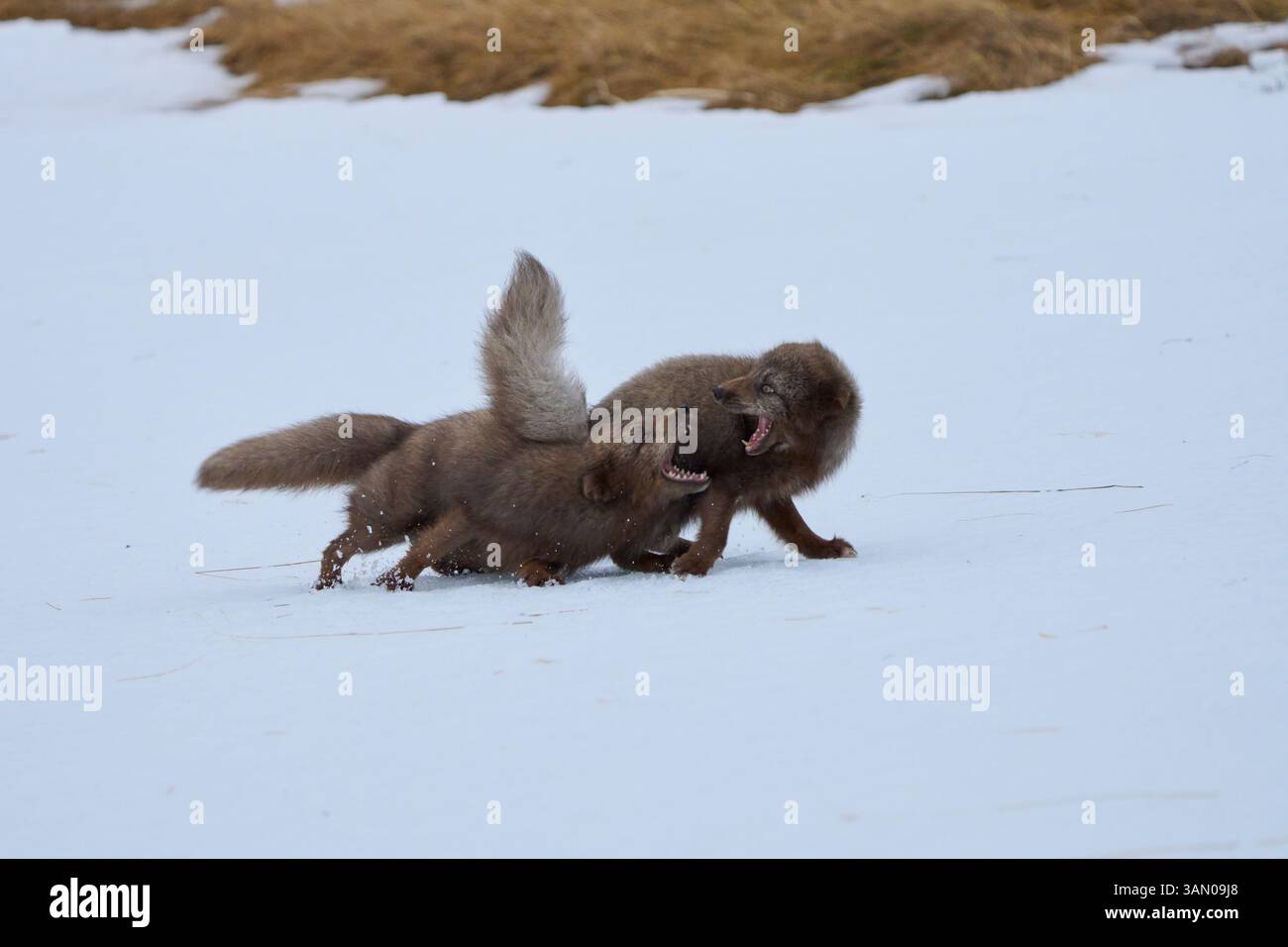 Male blue morph Arctic foxes (Vulpes lagopus) in winter coat ...
