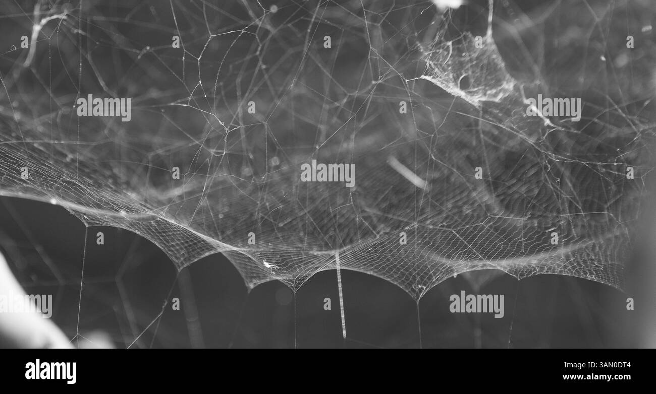 A detailed close-up of a spider web in black and white. The fine ...