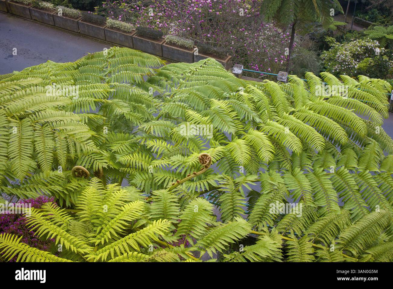 Visitors stroll through vibrant ferns in the exquisite Monte Palace ...