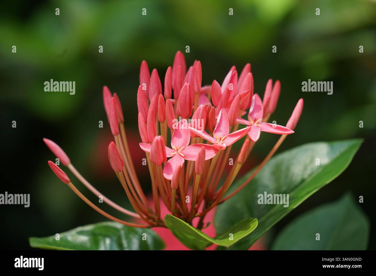 Pink ixora flowers in garden hi-res stock photography and images - Alamy