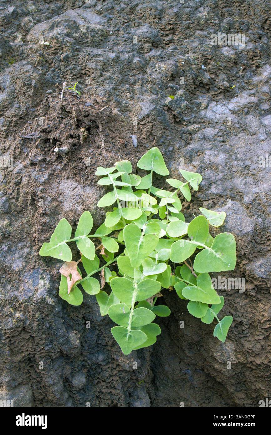 Vibrant green plants thrive on rocky terrain in Madeira, showcasing ...