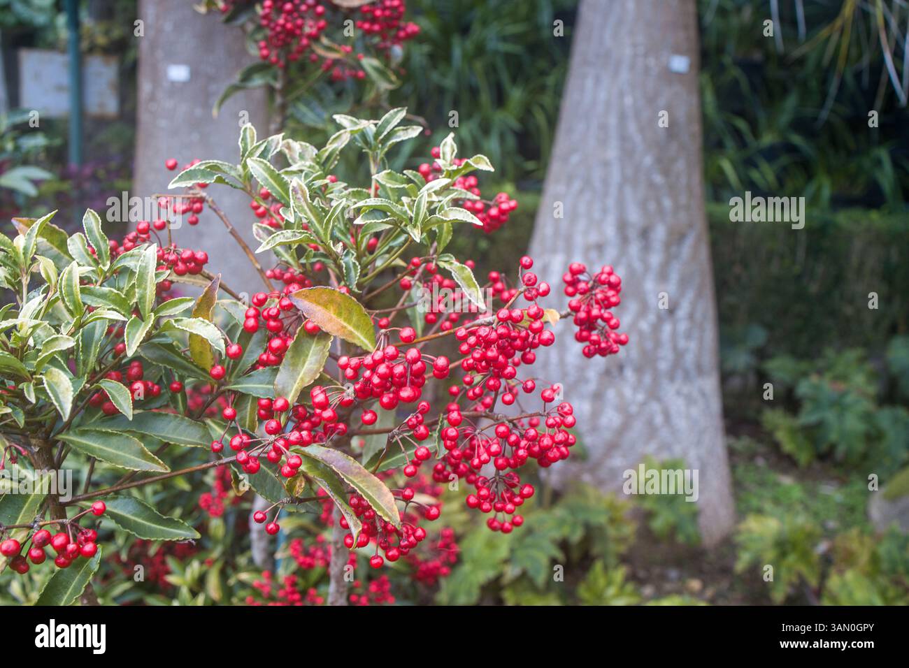 Bright red berries emerge among rich green foliage, surrounded by tall ...