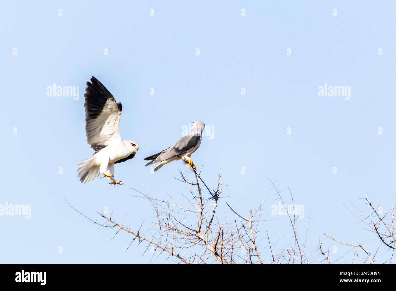 Two courting black-winged kites, one perched on a small thorn bush and ...
