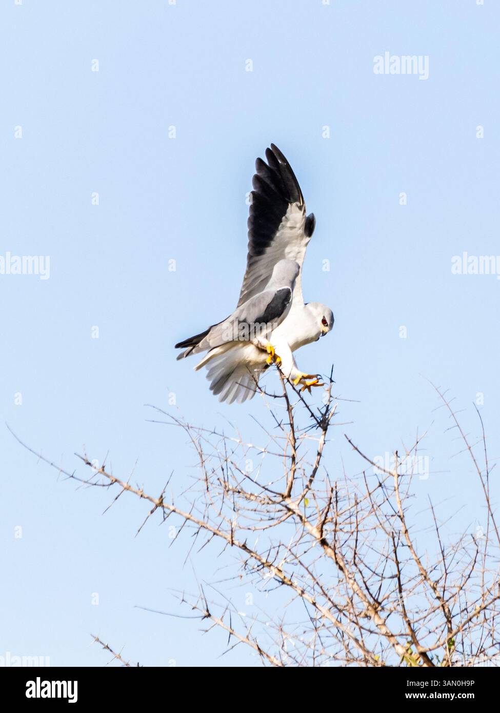Two courting black-winged kites, one perched on a small thorn bush and ...