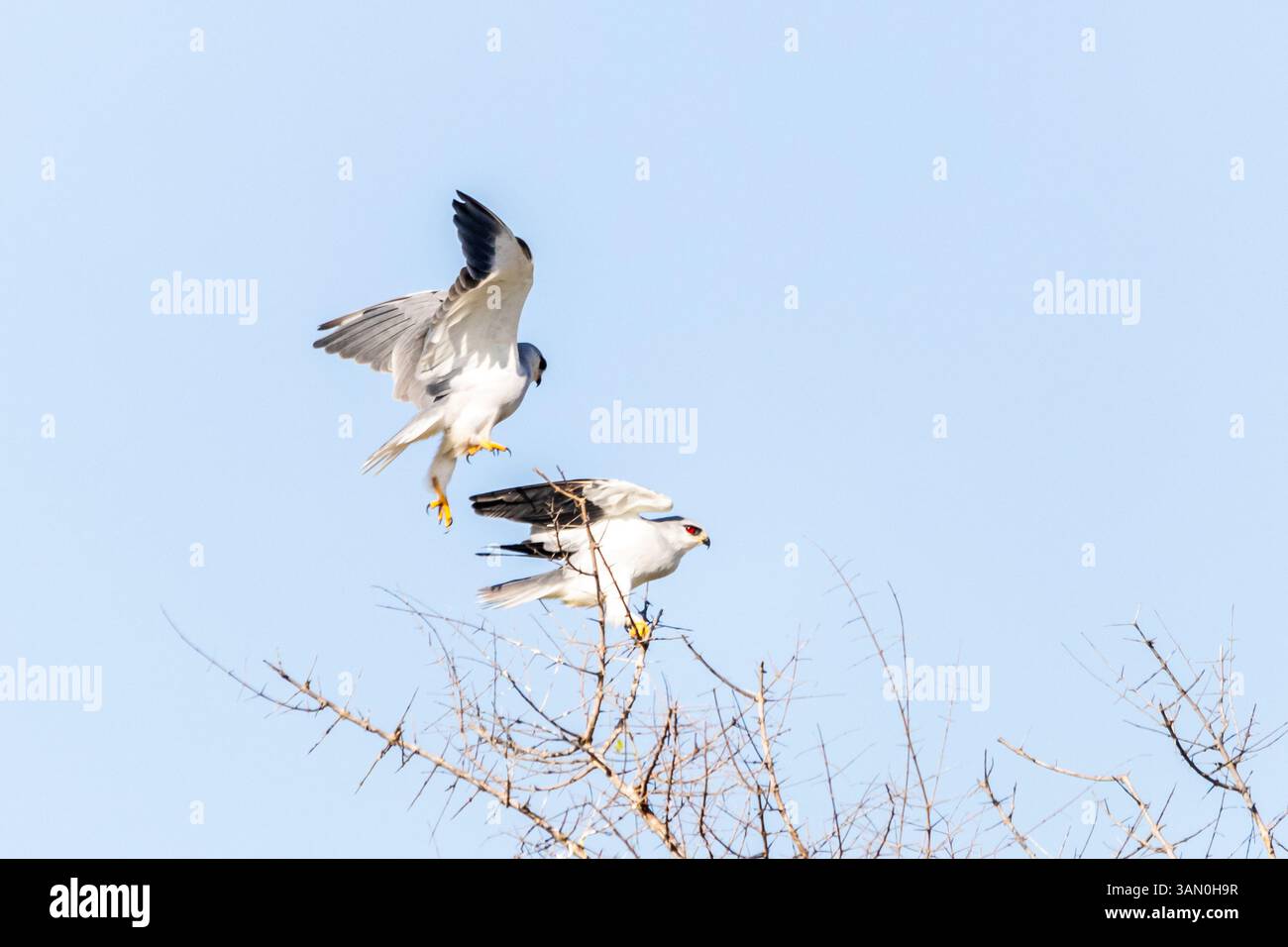 Two courting black-winged kites, one perched on a small thorn bush and ...