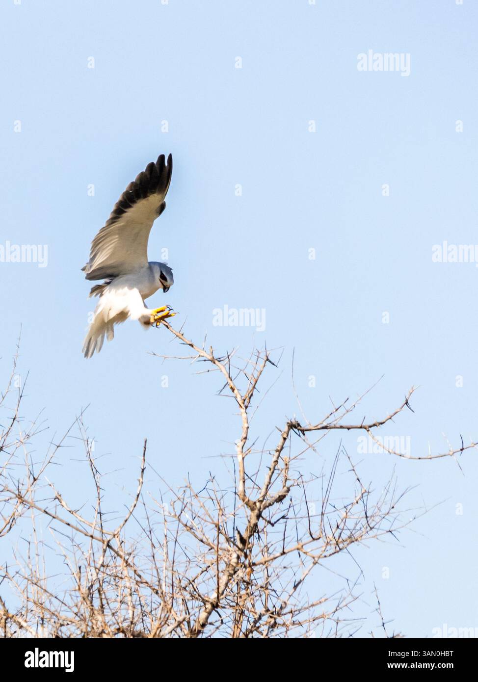 A black winged kite in the action of coming to perche on a thin branch ...