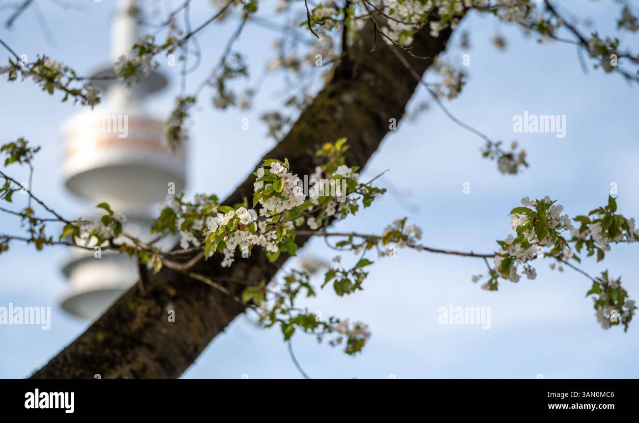 Munich, Germany. 14th Apr, 2025. The Olympic Tower can be seen behind ...