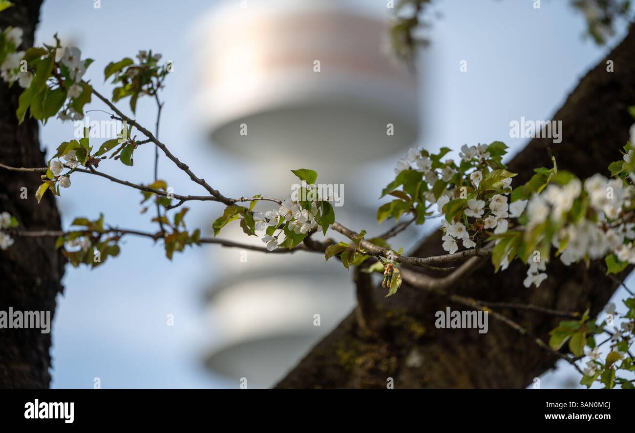 Munich, Germany. 14th Apr, 2025. The Olympic Tower in Munich with ...